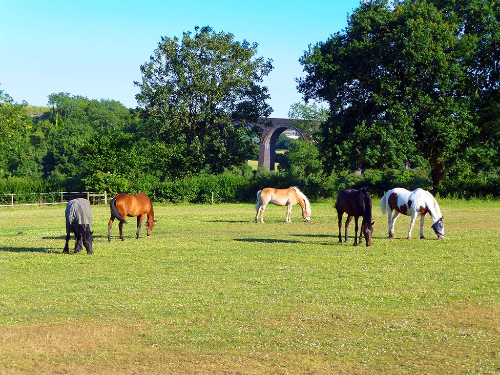 Welcome To Hicks Common Livery Stables